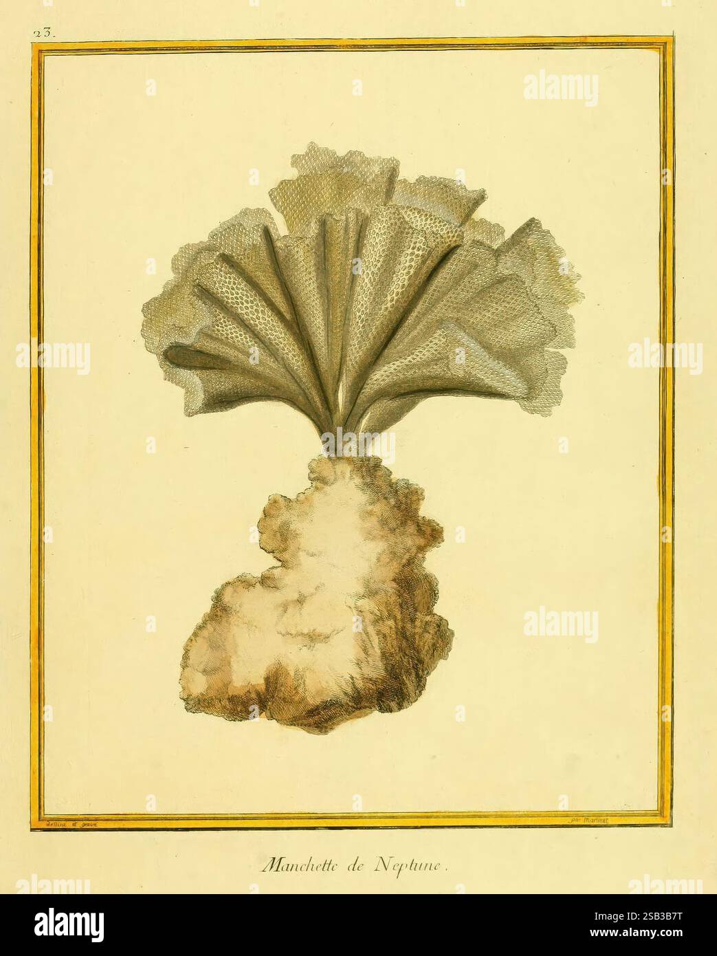 Complexities of coral formations hi-res stock photography and images ...