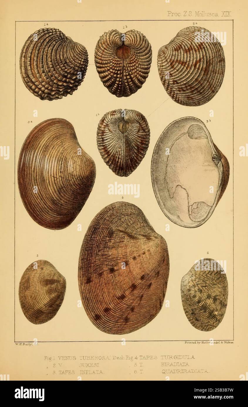 Top row features two distinct types hi-res stock photography and images ...