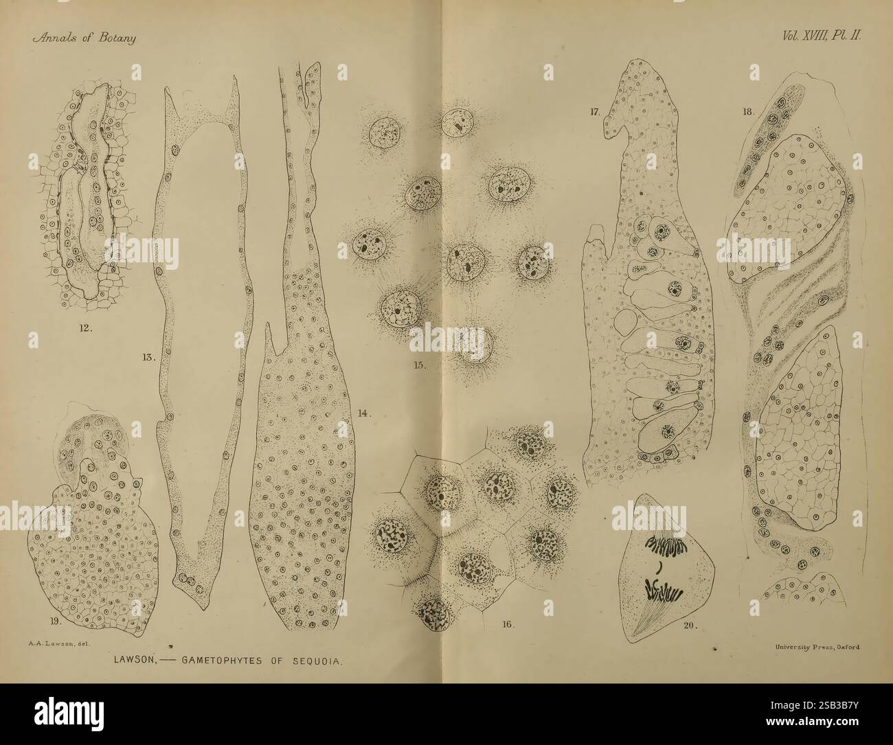Demonstrating intricate reproductive features hi-res stock photography ...