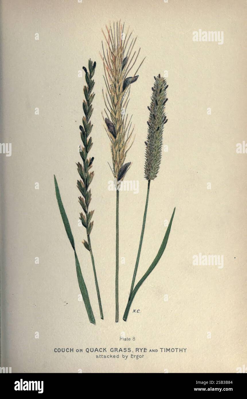 Rye grass displays hi-res stock photography and images - Alamy