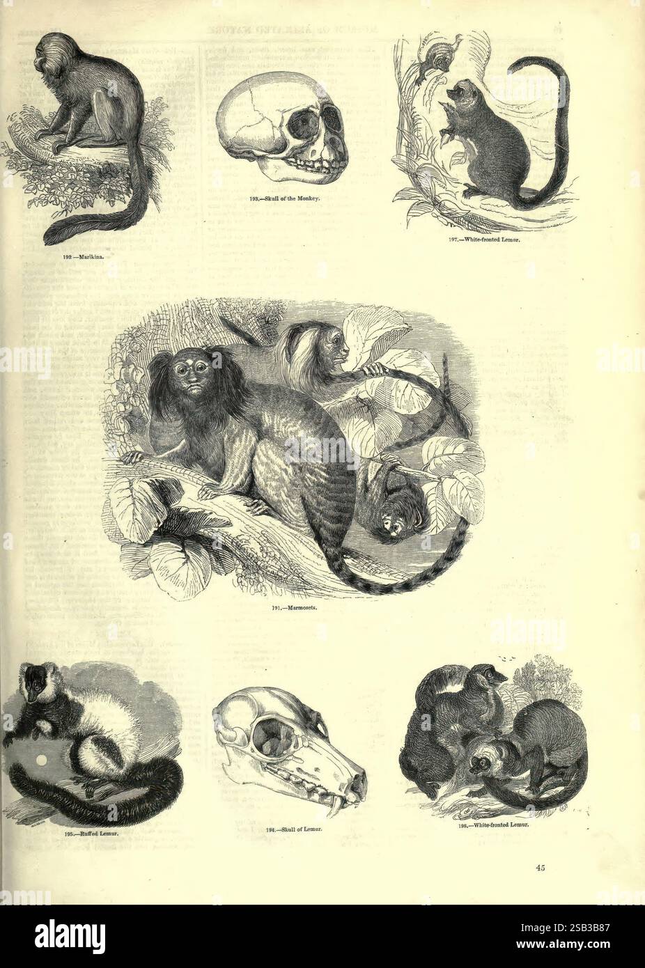 The, pictorial, museum, of, animated, nature London, C. Cox, [1844 ...