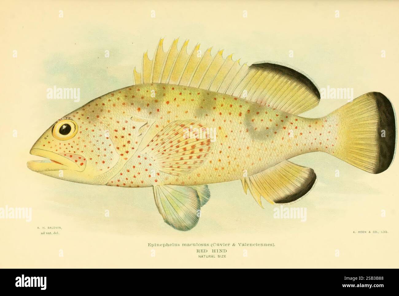 Fishes of the Bahama Islands Baltimore The Geographical Society of ...