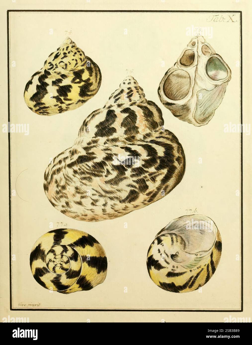 Nicolaus, Georg, Gevens, Conchylien-Cabinet, Lüneburg, Bei Herold und ...