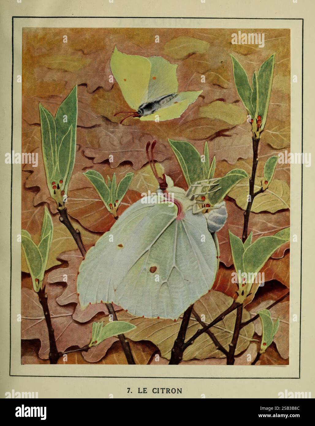 Lemon butterfly fluttering hi-res stock photography and images - Alamy