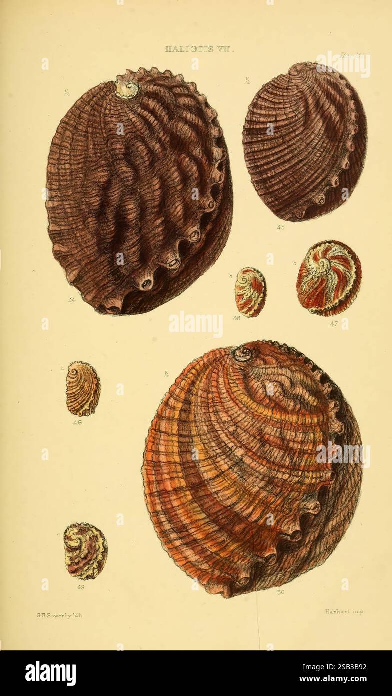 Detailed illustration conveys hi-res stock photography and images - Alamy