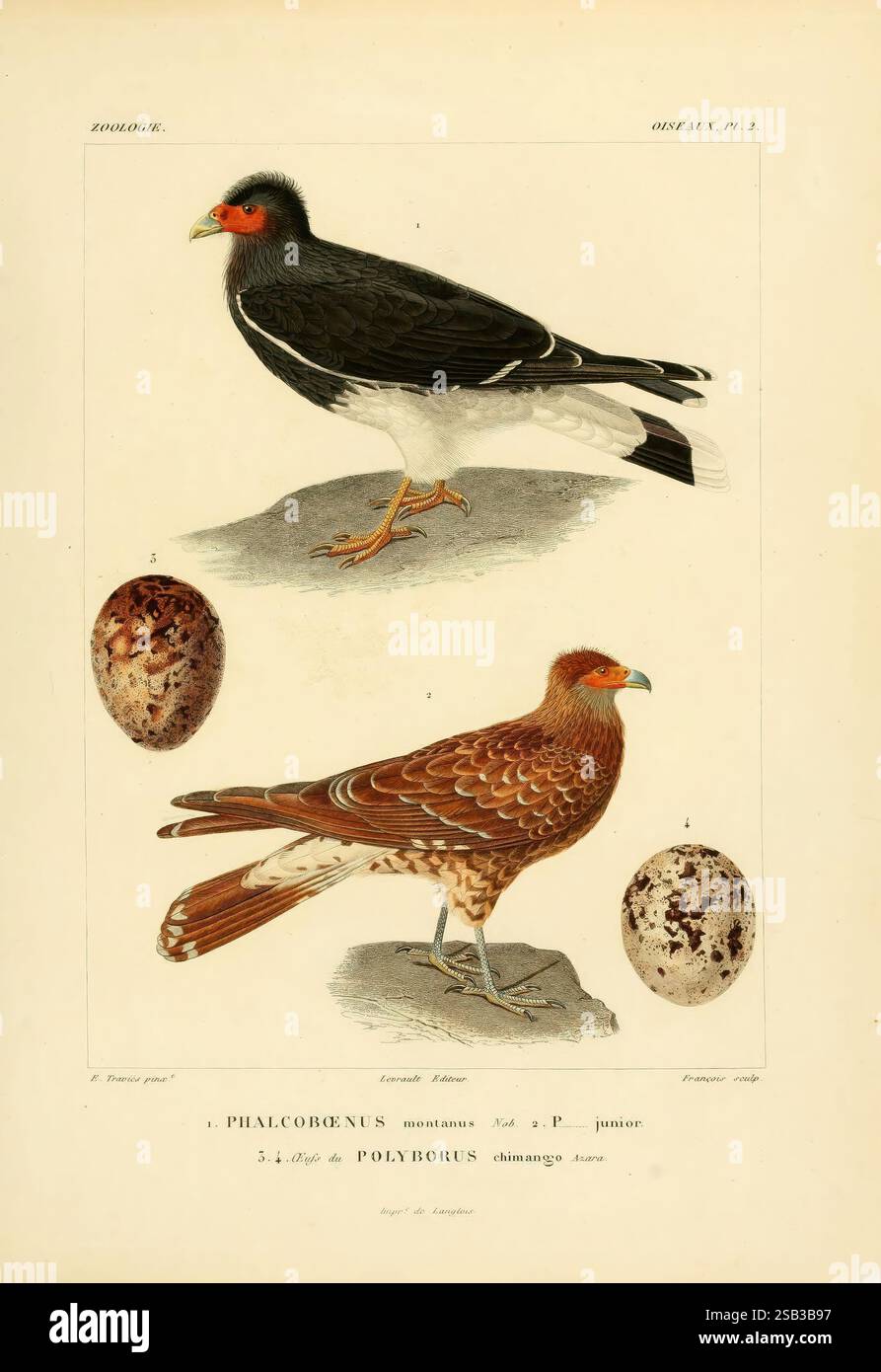 Zoological illustration features two distinct bird species hi-res stock ...