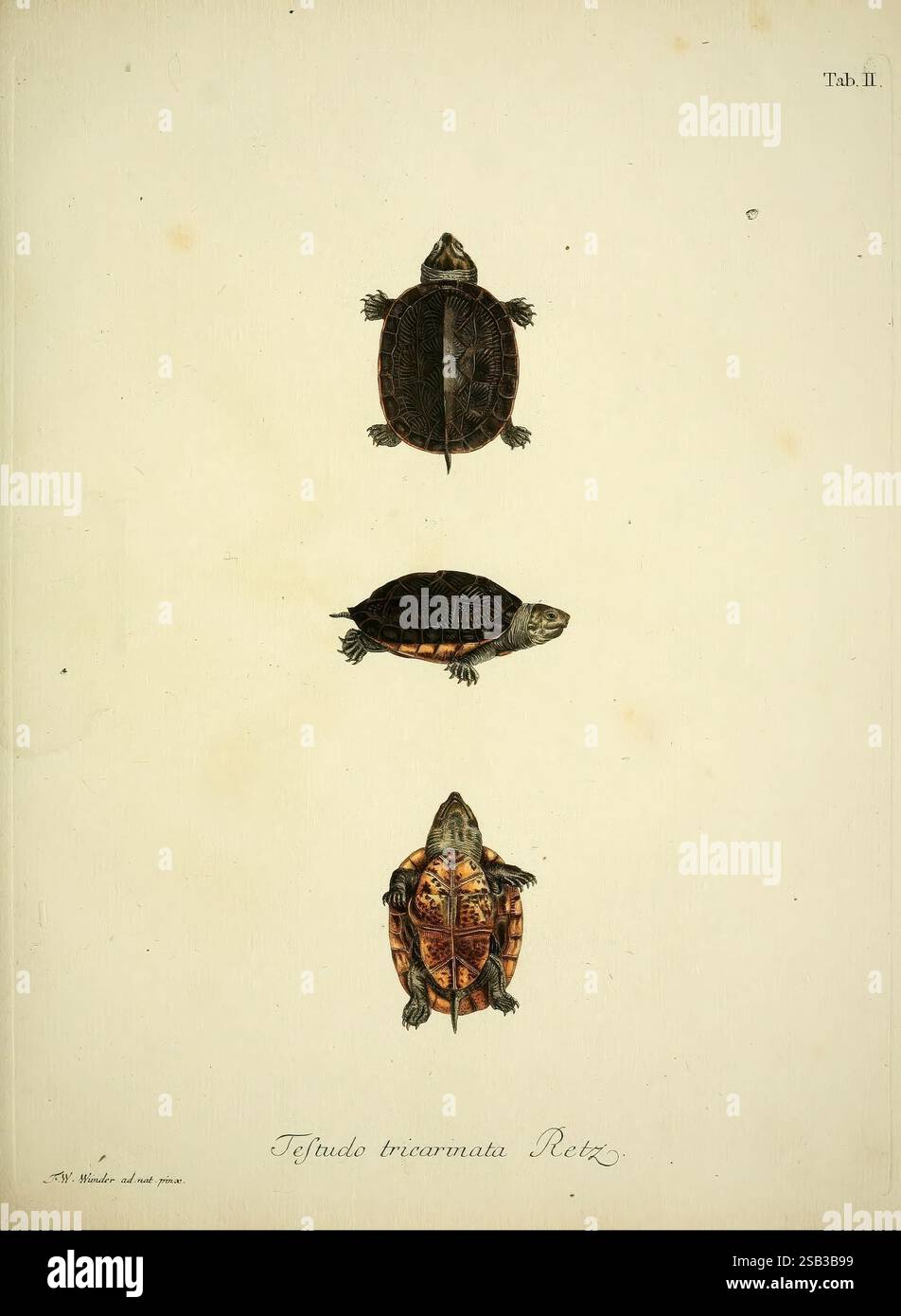 Turtles ventral side hi-res stock photography and images - Alamy