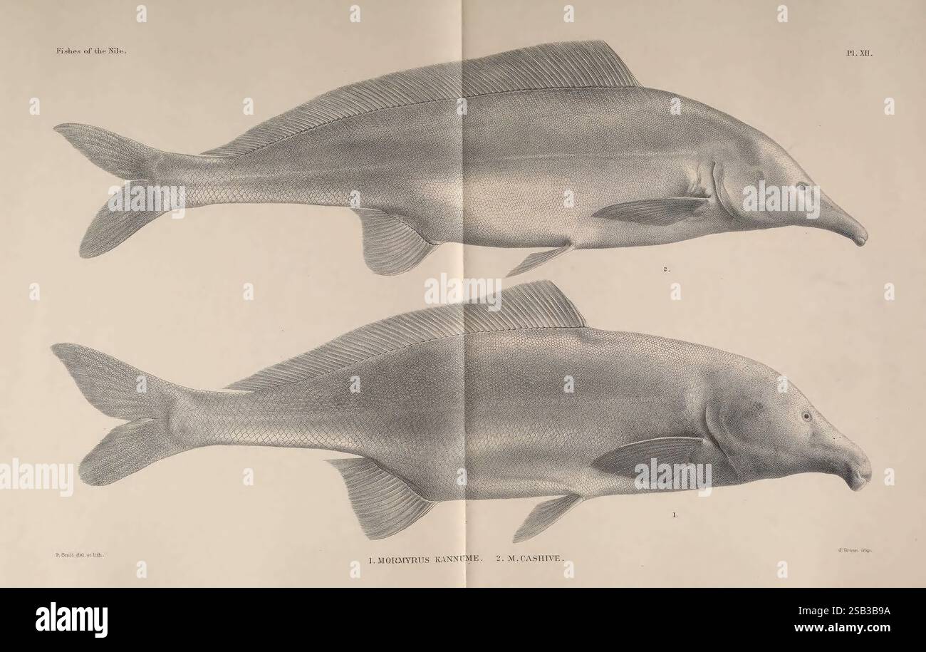 The fishes of the Nile. London, Pub. for the Egyptian government by H ...