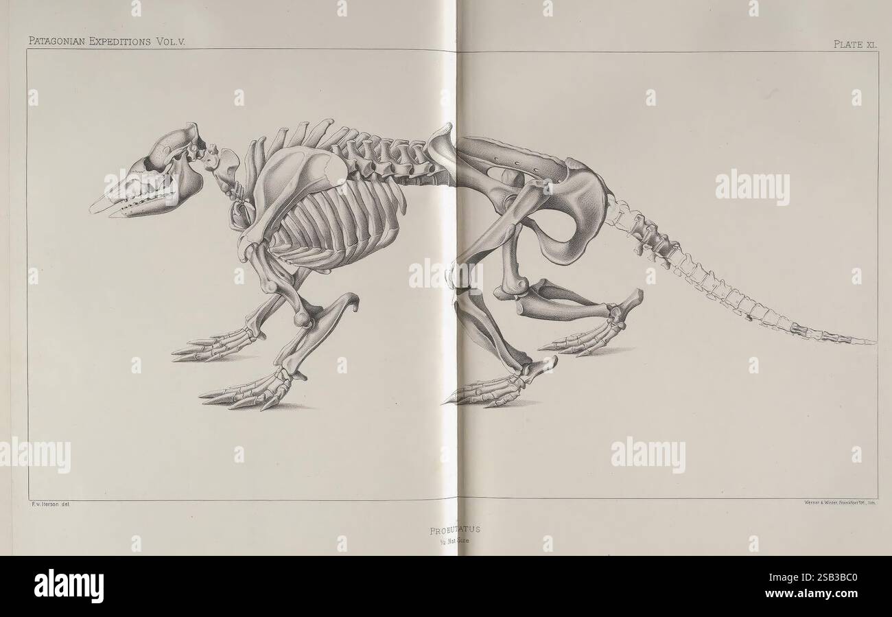 Reports of the Princeton University Expeditions to Patagonia, 1896-1899 ...