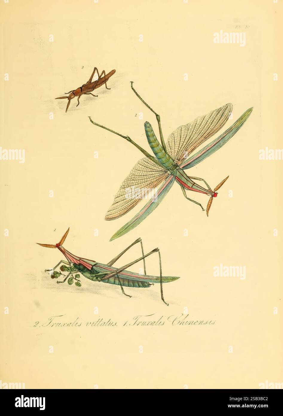 Natural history of the insects of China, 1842, China, insects ...
