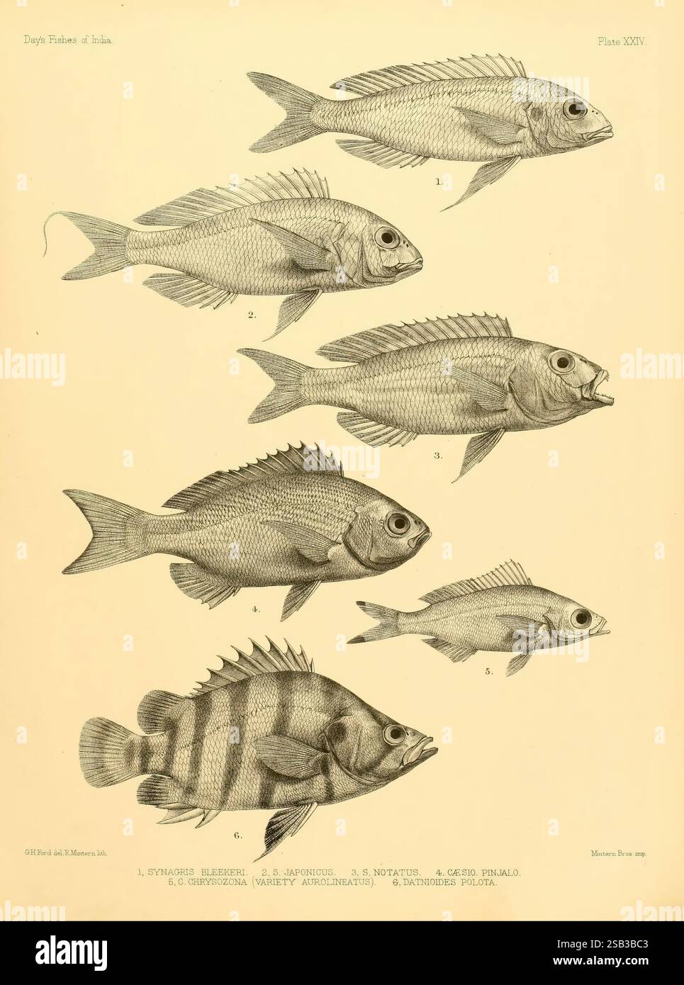 Illustration features six different species hi-res stock photography ...