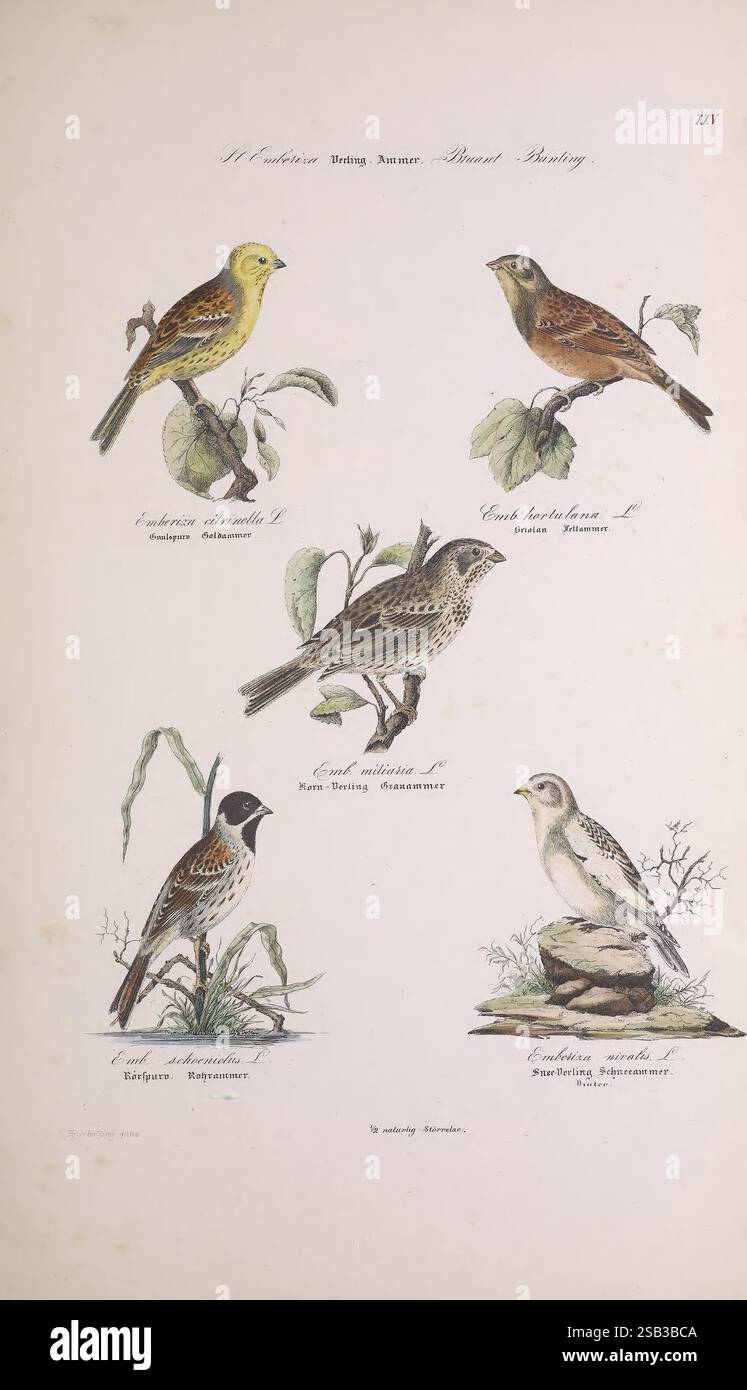 Five different bird species hi-res stock photography and images - Alamy