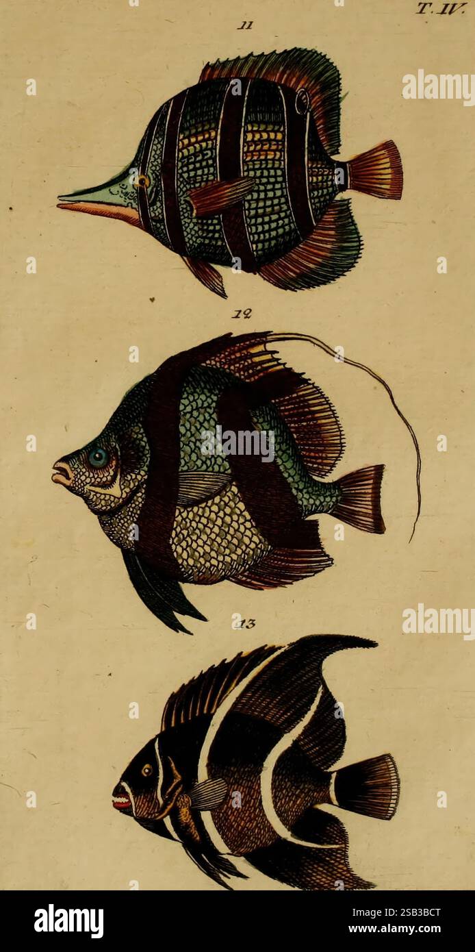 Unterhaltungen aus der Naturgeschichte, Augsburg, Engelbrecht, 1799 ...