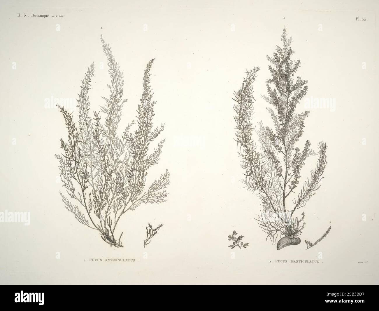 Flore d'Egypte, Paris, Imprimerie Impériale, 1813, Plants, Egypt, The ...