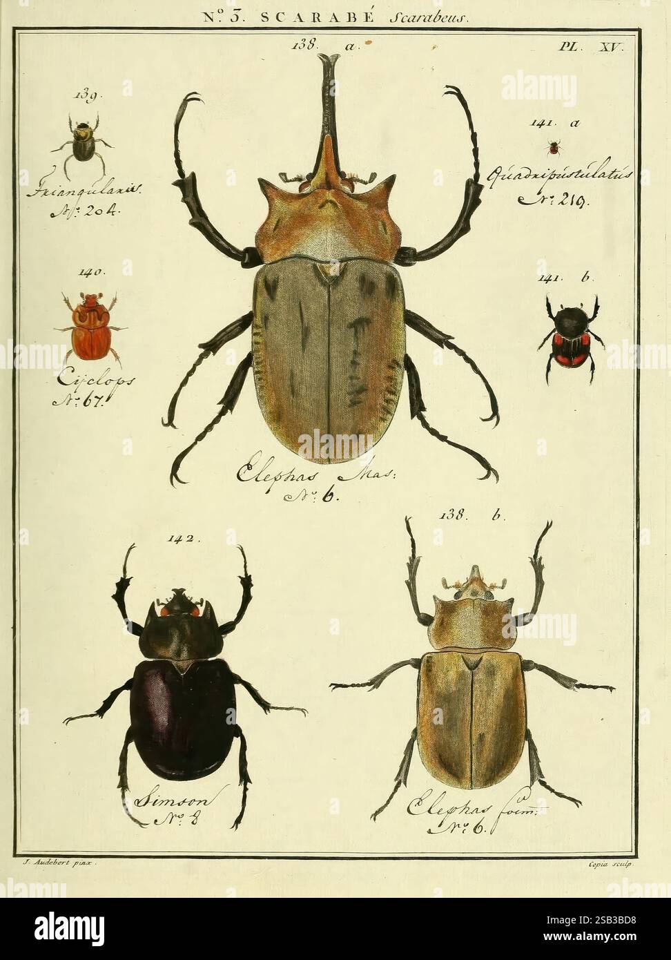 Prominent scarab beetle hi-res stock photography and images - Alamy