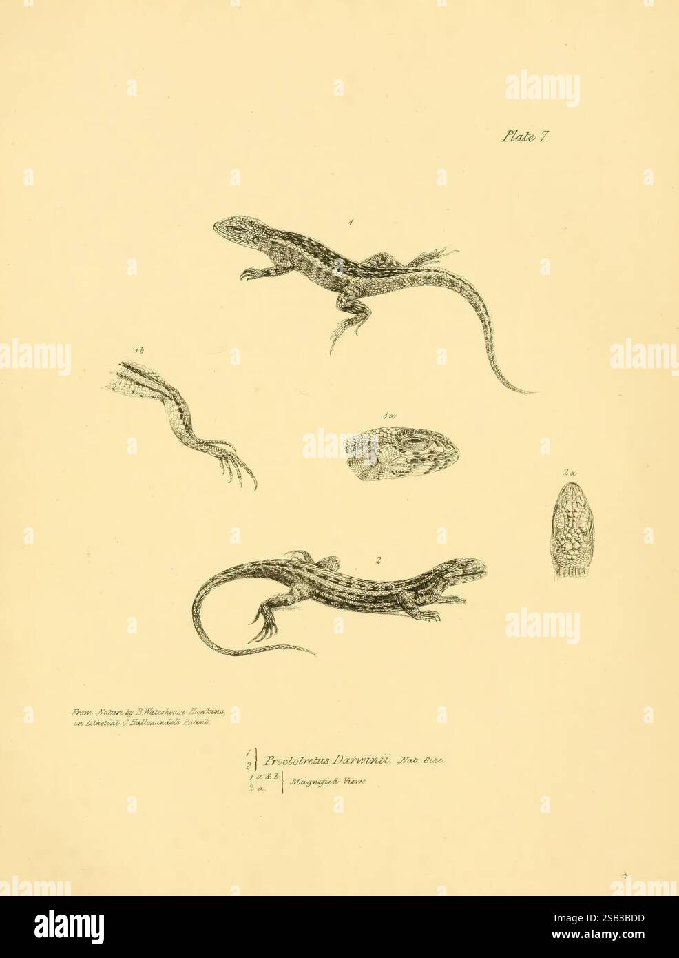 The zoology of the voyage of H.M.S. Beagle London Smith Elder & Co ...