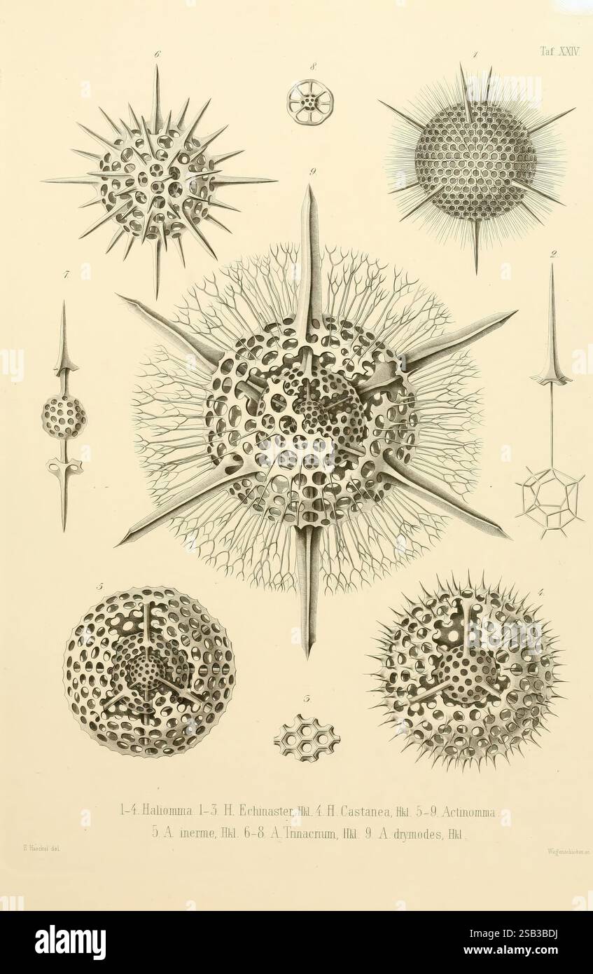 Radiolarians Labeled