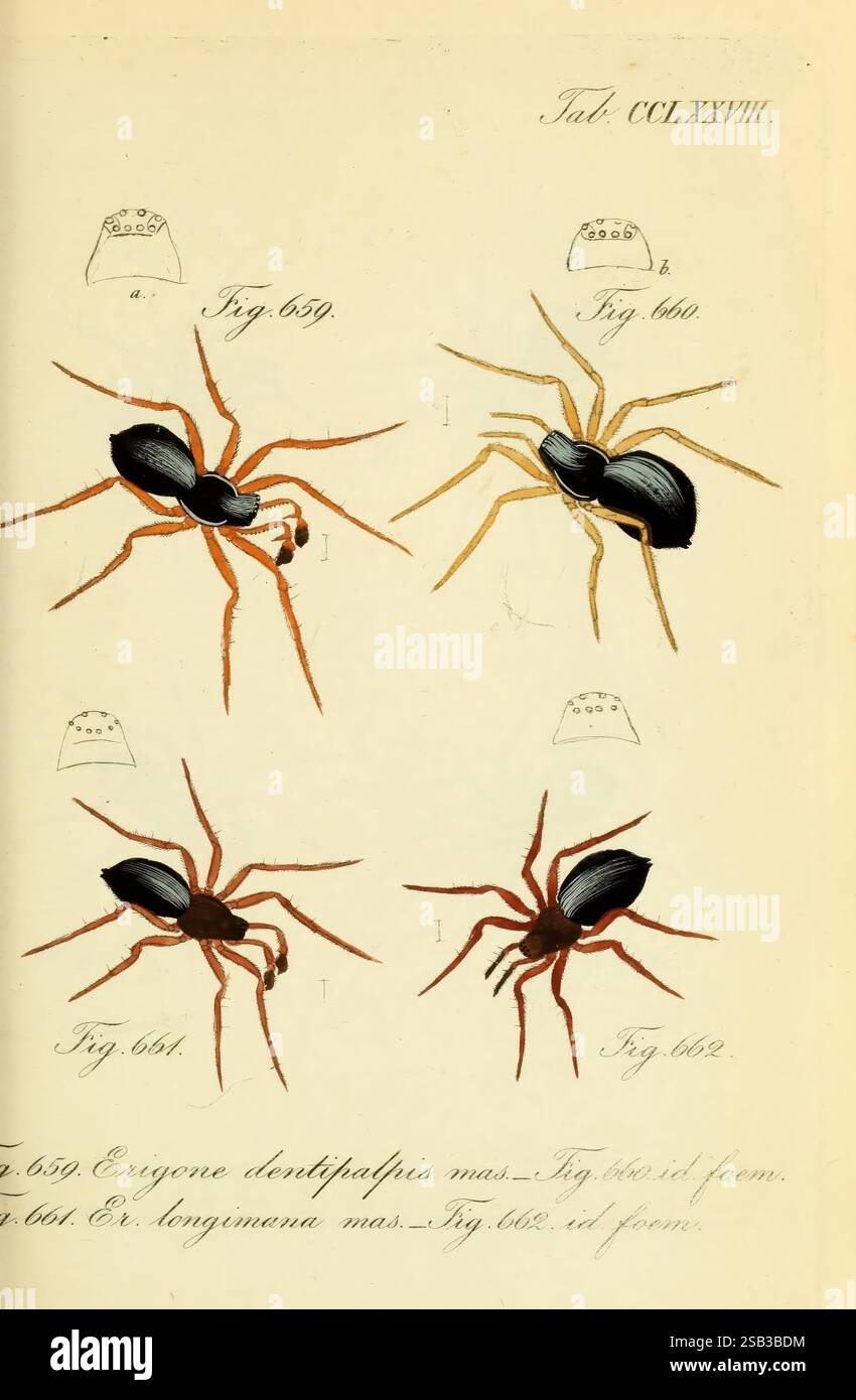 Die Arachniden Nürnberg In der C. H. Zeh'schen Buchhandlung 1831-1848 Arachnida, A collection of ...