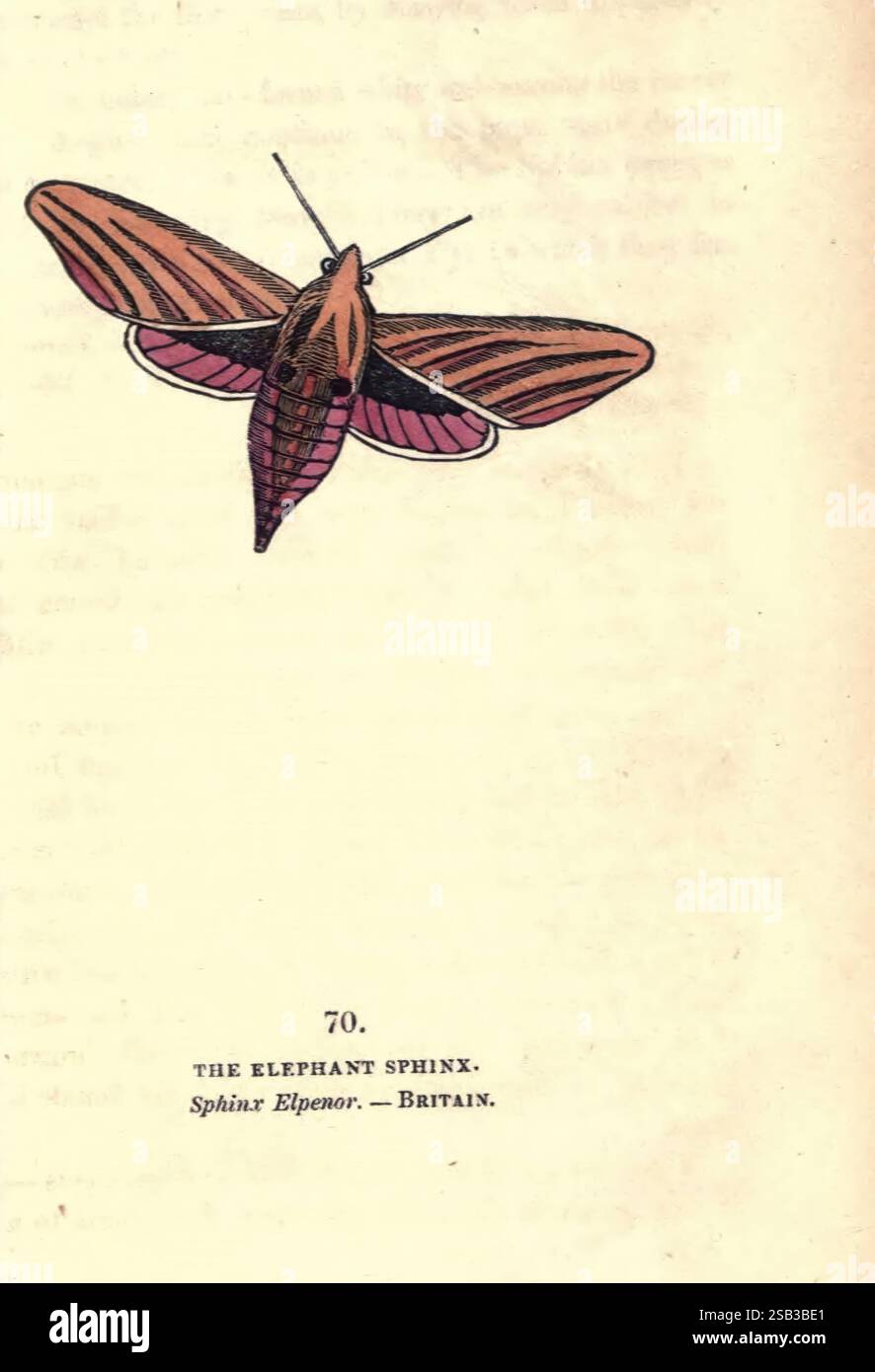 The book of butterflies, sphinxes and, London, Whittaker, 1832-34 ...