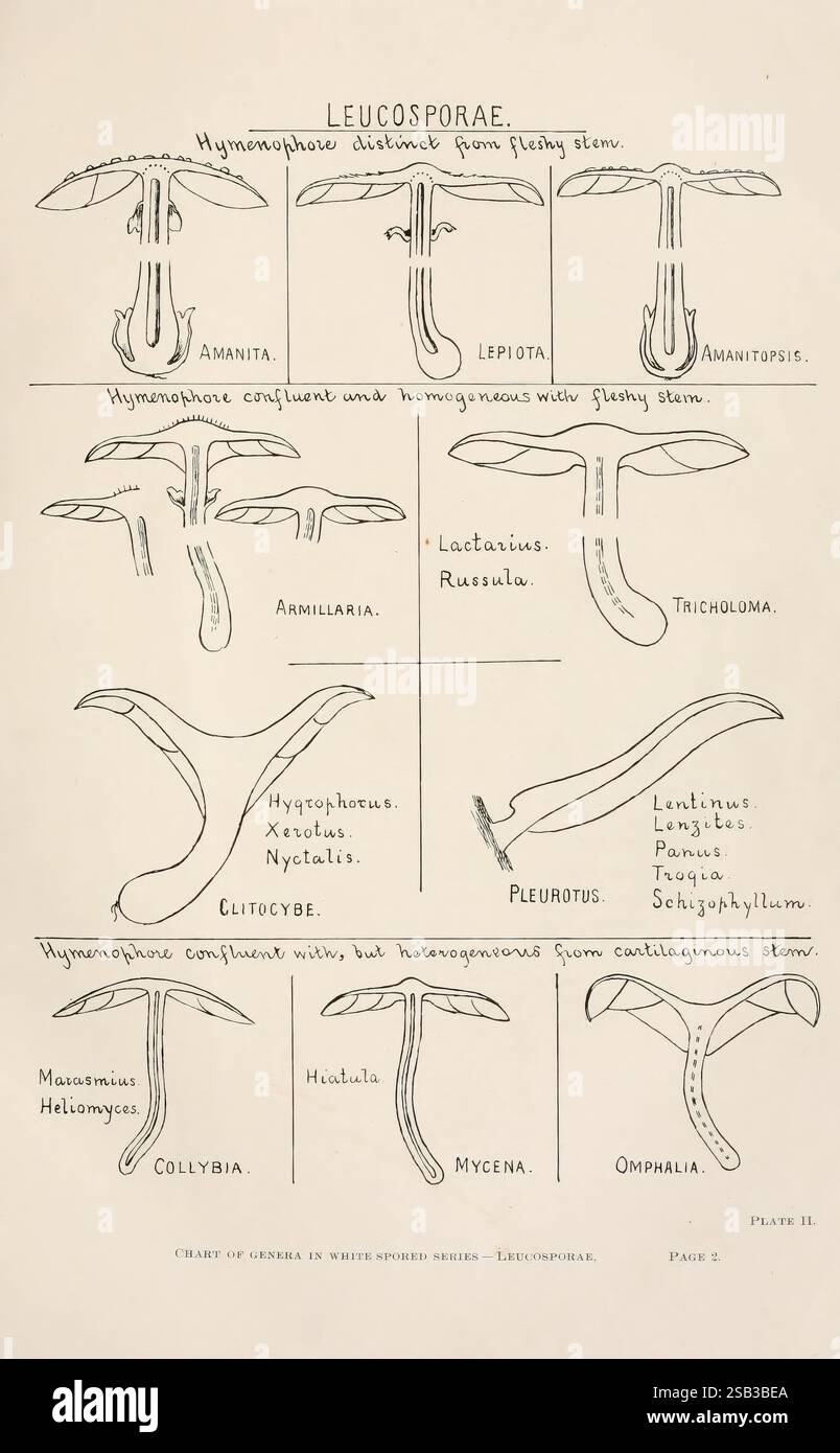 Toadstools, mushrooms, fungi, edible and poisonous, Indianapolis, The ...