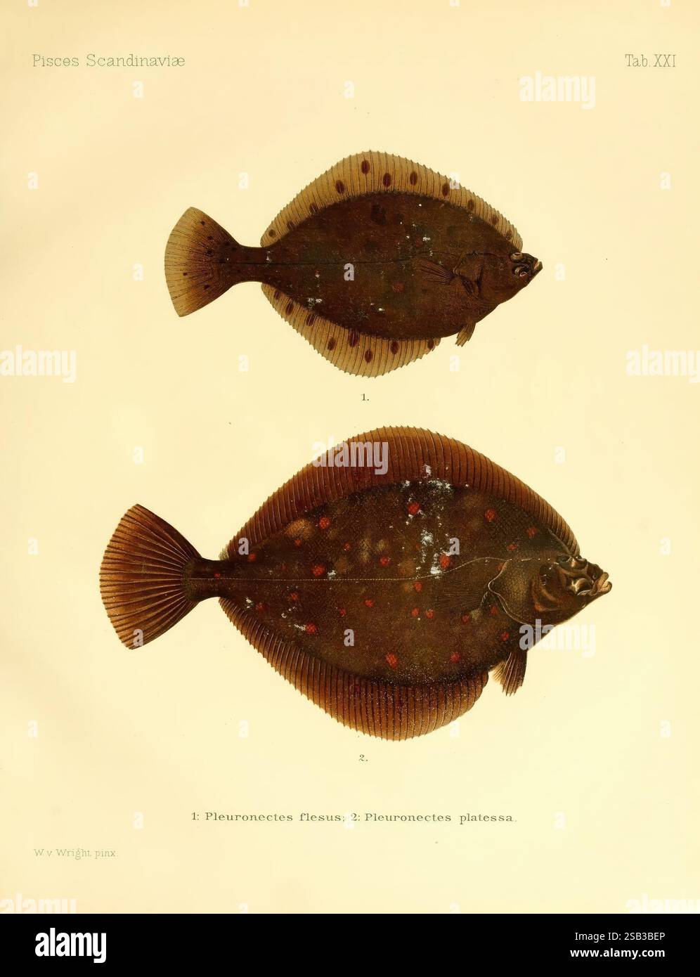 A history of Scandinavian fishes, Stockholm, P.A. Norstedt & Söner ...