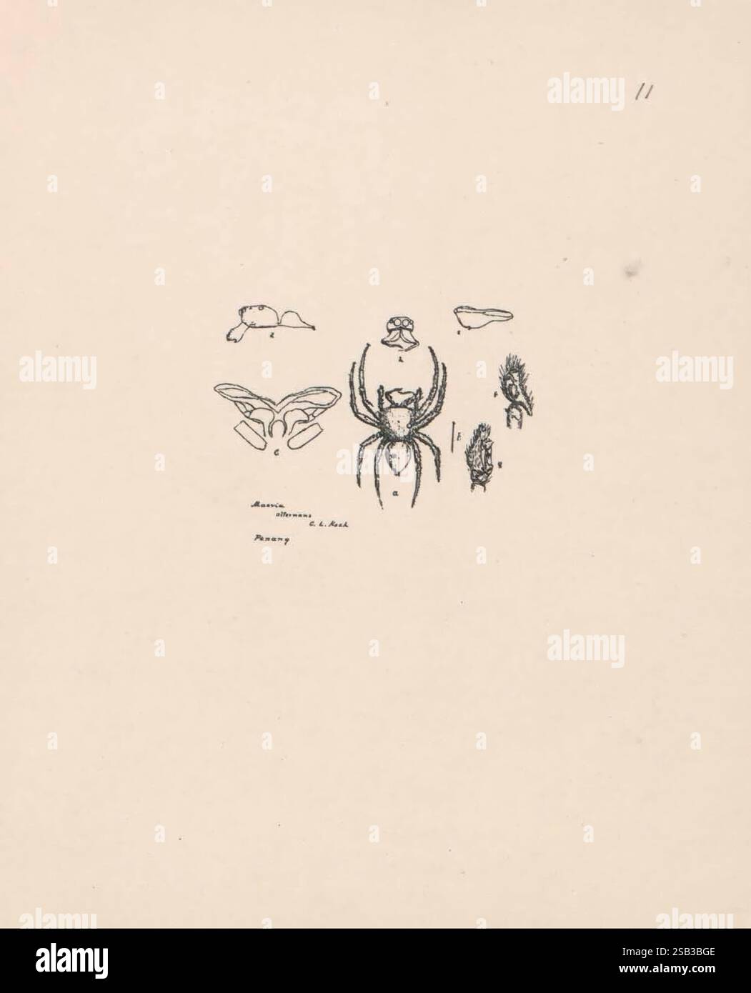 Malaysian spiders, Belfast, T. Workman, 1896-1900, Malaysia, pictorial ...