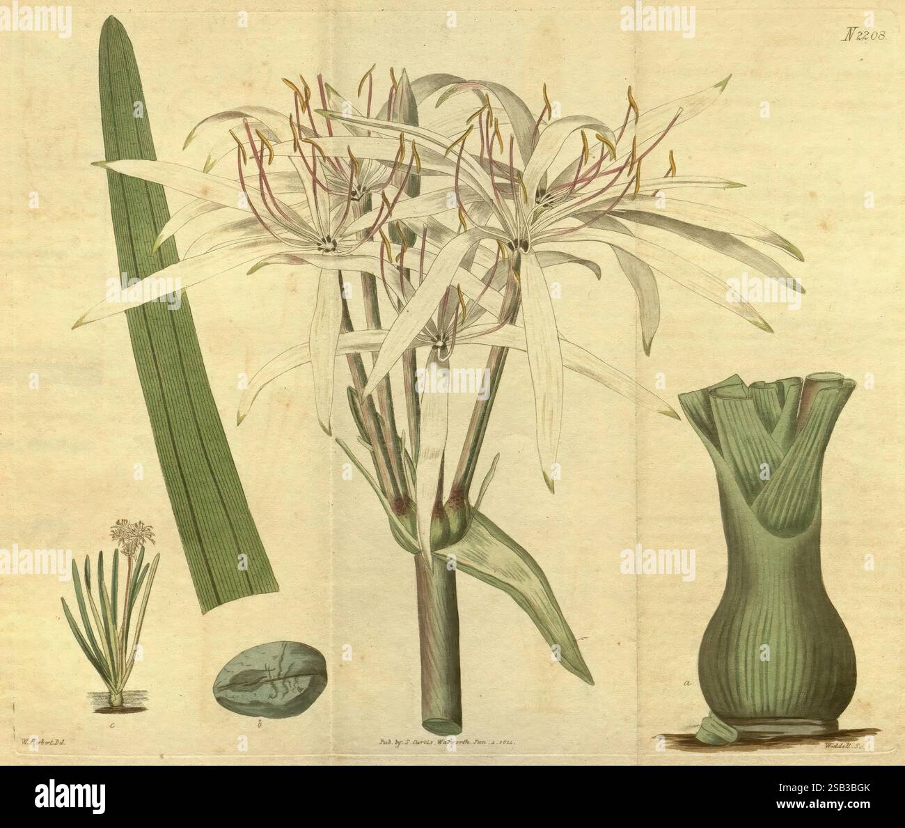 Curtis's Botanical Magazine London New York Botanical Illustration ...
