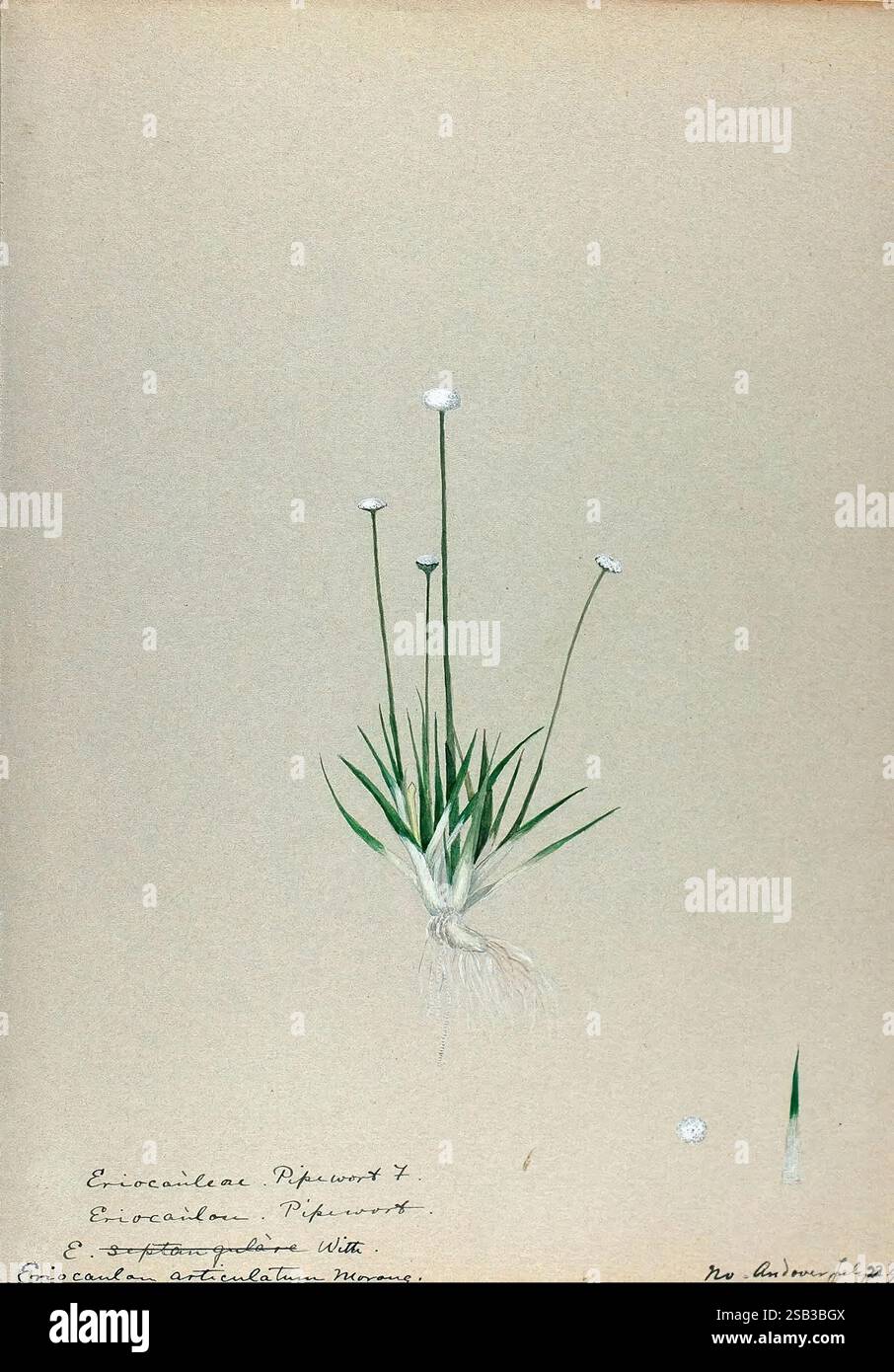 Gracefully fanning hi-res stock photography and images - Alamy