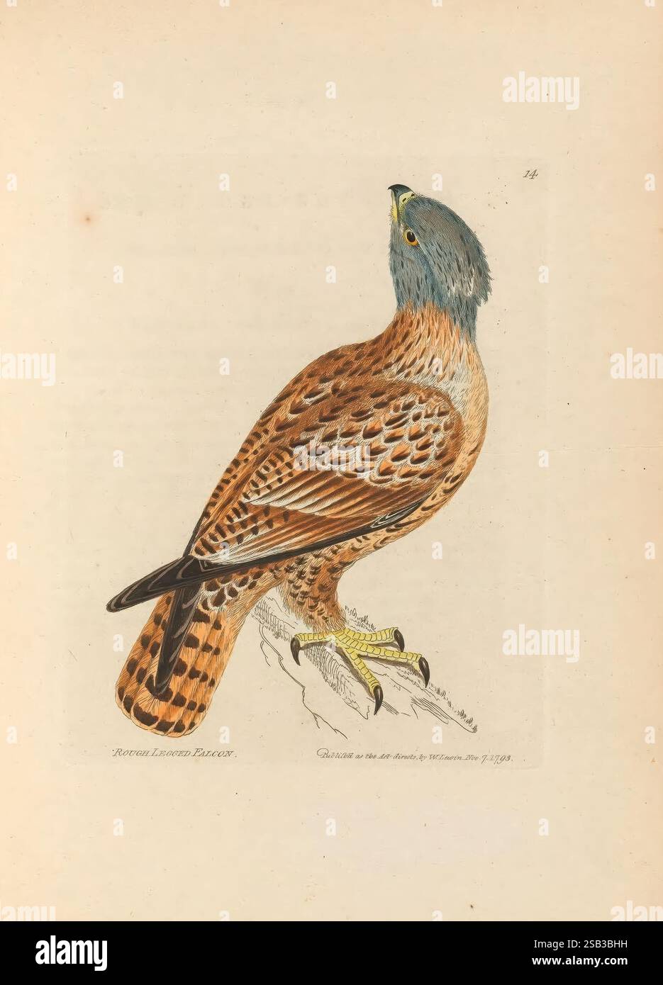 Serene representation of avian life hi-res stock photography and images ...