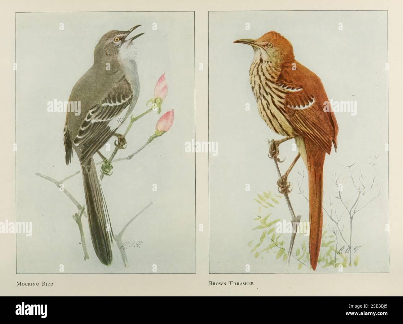 Second bird exhibits hi-res stock photography and images - Alamy