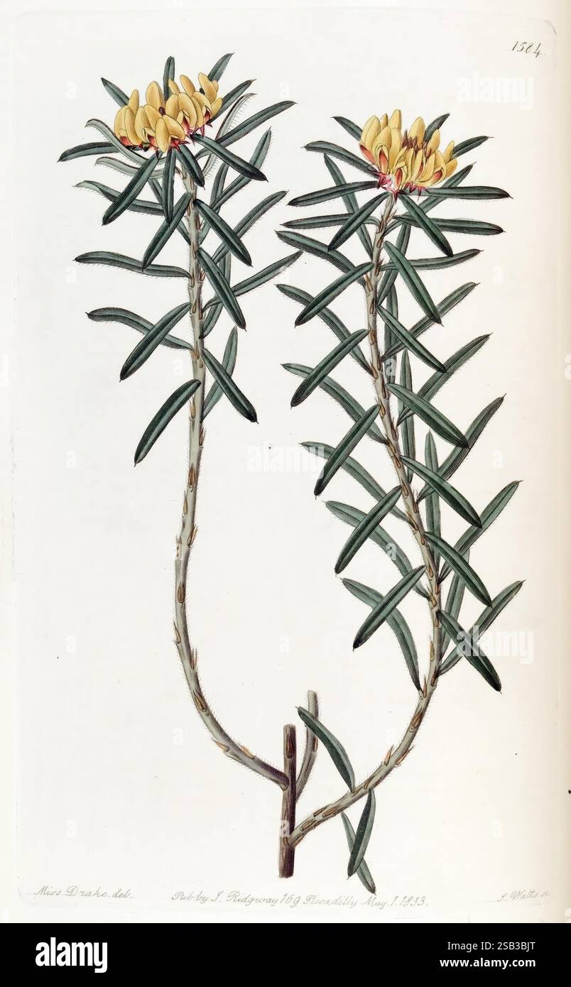 Edwards's botanical register, London, James Ridgway, 1829-1847, 1829 ...