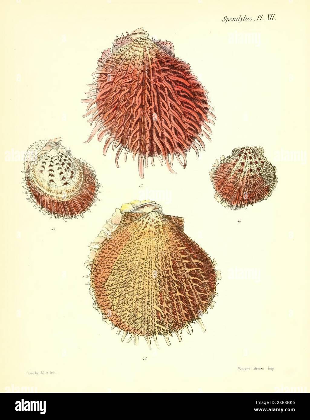 Elongated ridges hi-res stock photography and images - Alamy