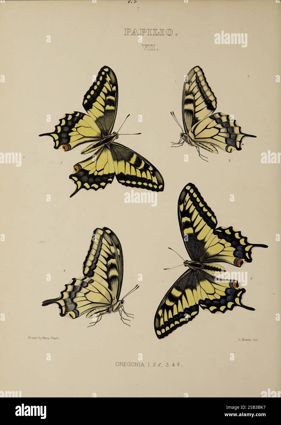 The butterflies of North America 1884. butterflies North America north ...