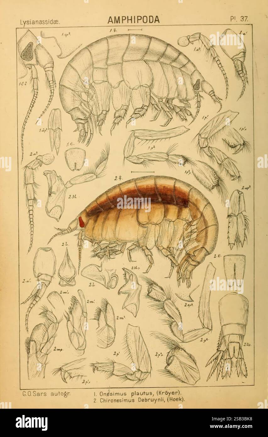 An account of the Crustacea of Norway Christiania, A. Cammermeyer, 1895 ...
