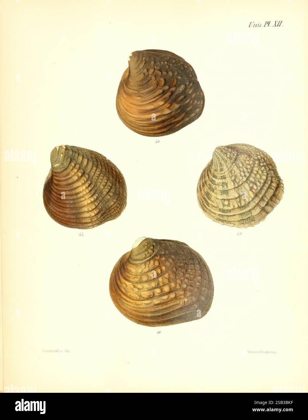 Conchologia iconica, or Illustrations of the shells of molluscous ...