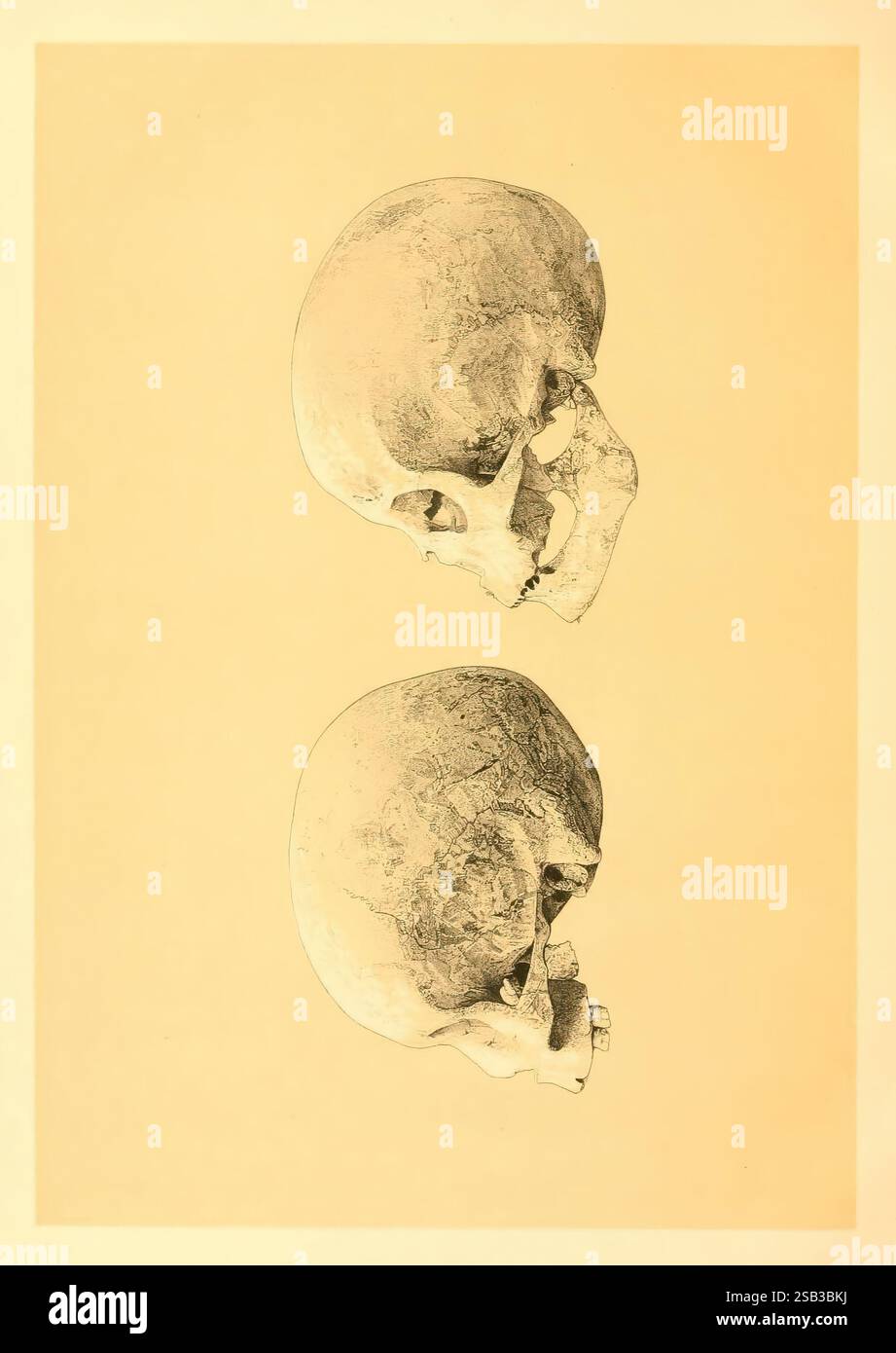 Human skulls viewed hi-res stock photography and images - Alamy