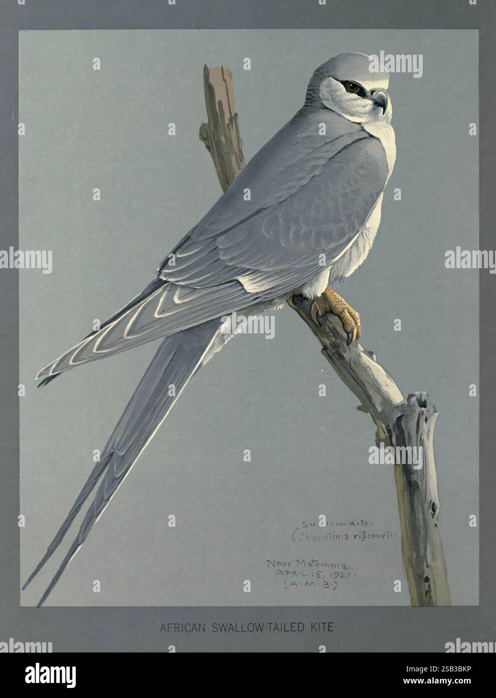 Album, of, Abyssinian, birds, and, mammals, Chicago, Field, Museum, of ...