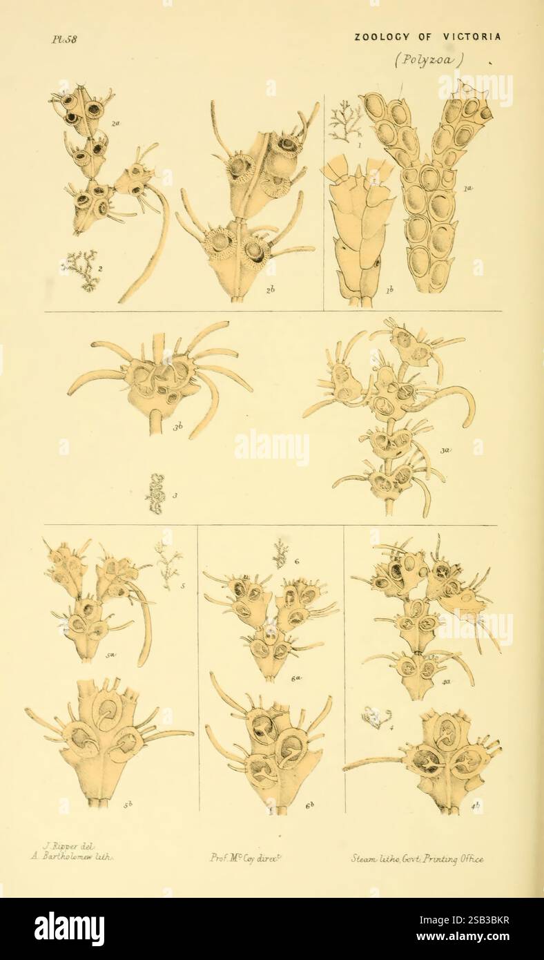 Various polyp structures hi-res stock photography and images - Alamy