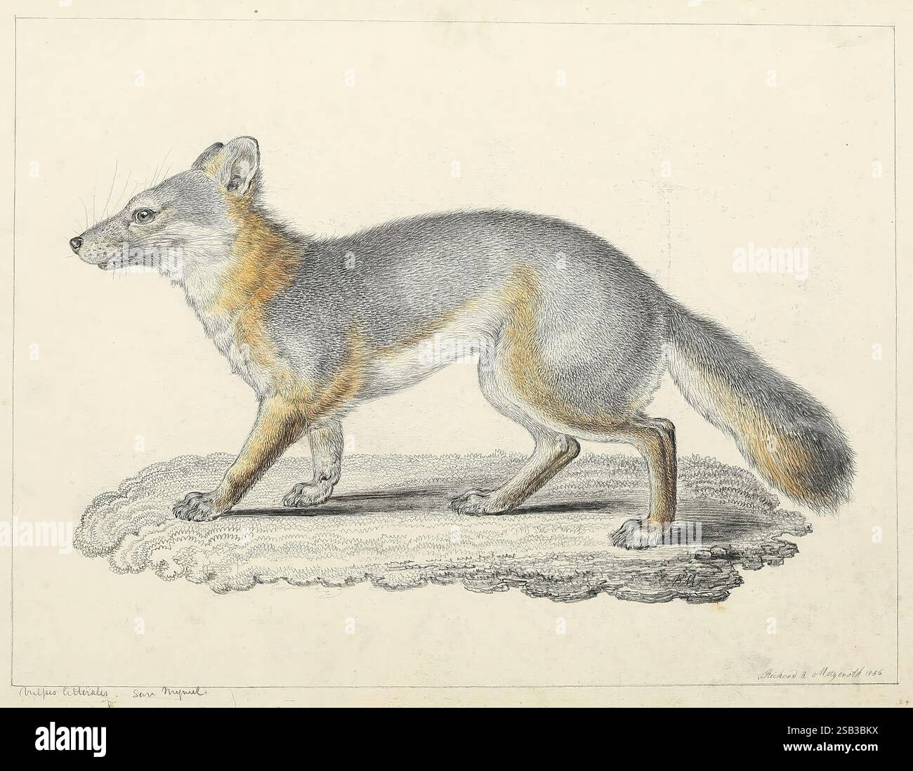 Creatures sleek form hi-res stock photography and images - Alamy