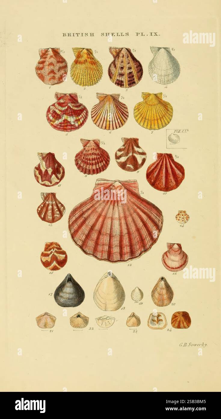 Various british seashells showcases hi-res stock photography and images ...