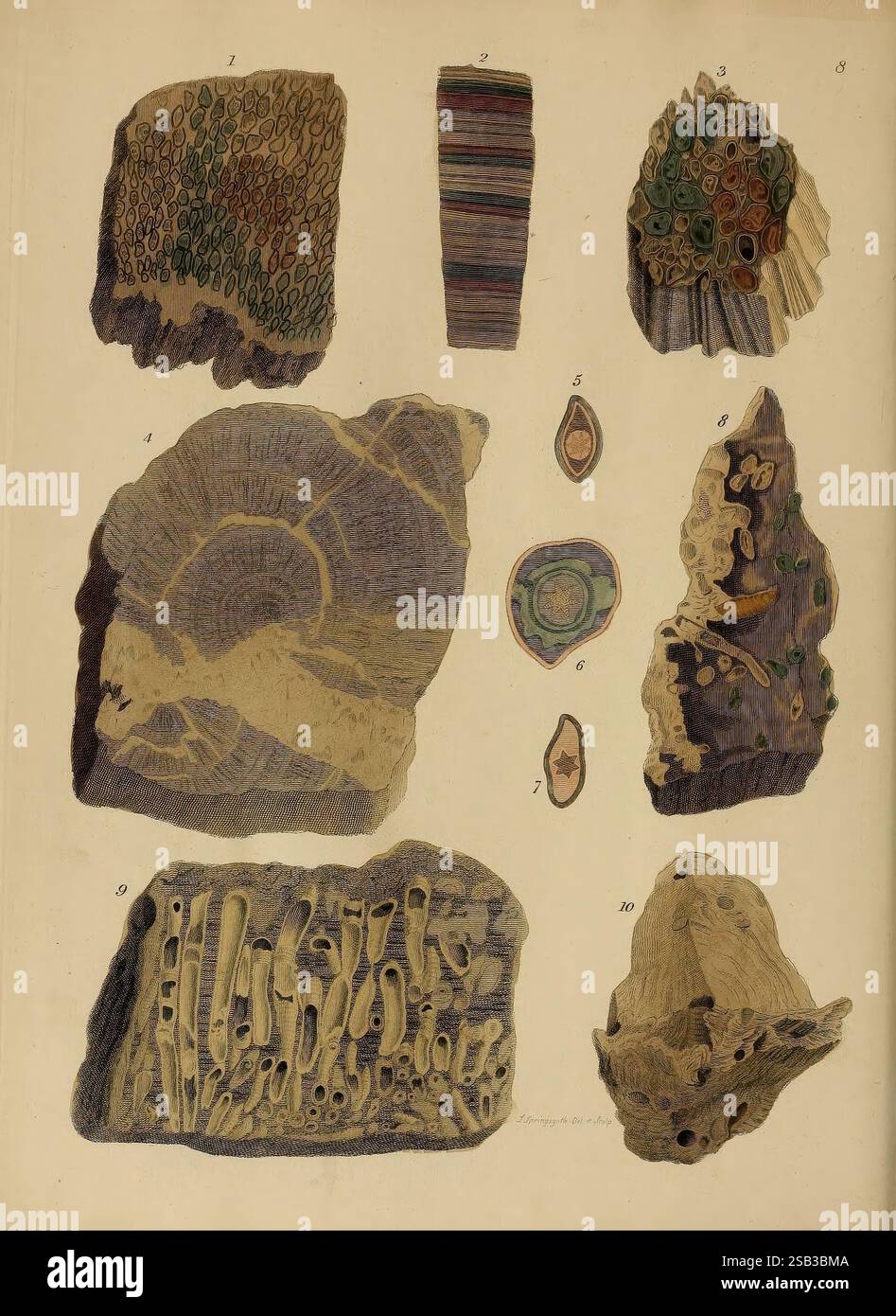 Mineralized structure hi-res stock photography and images - Alamy