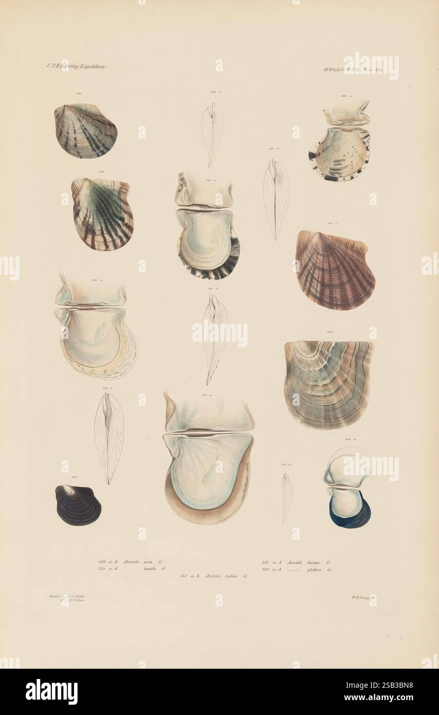Mollusca, shells, Boston, Gould, Lincoln, 1852, mollusks, The ...