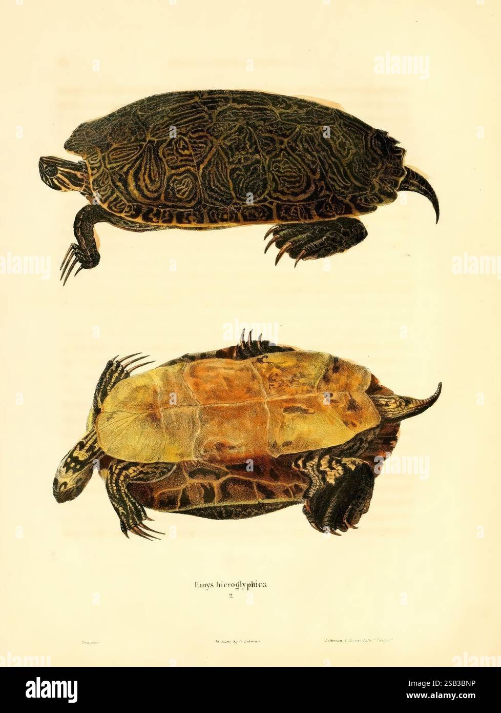 Emyshieroglyphica hi-res stock photography and images - Alamy