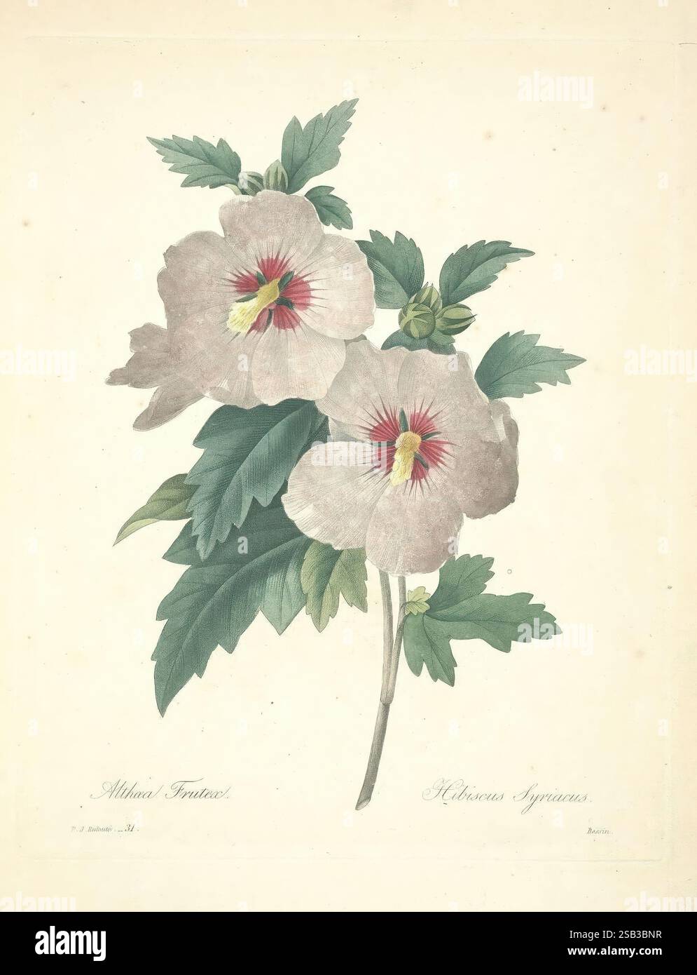 Choix des plus belles fleurs, Paris, Ernest Panckoucke, [1833?], France ...