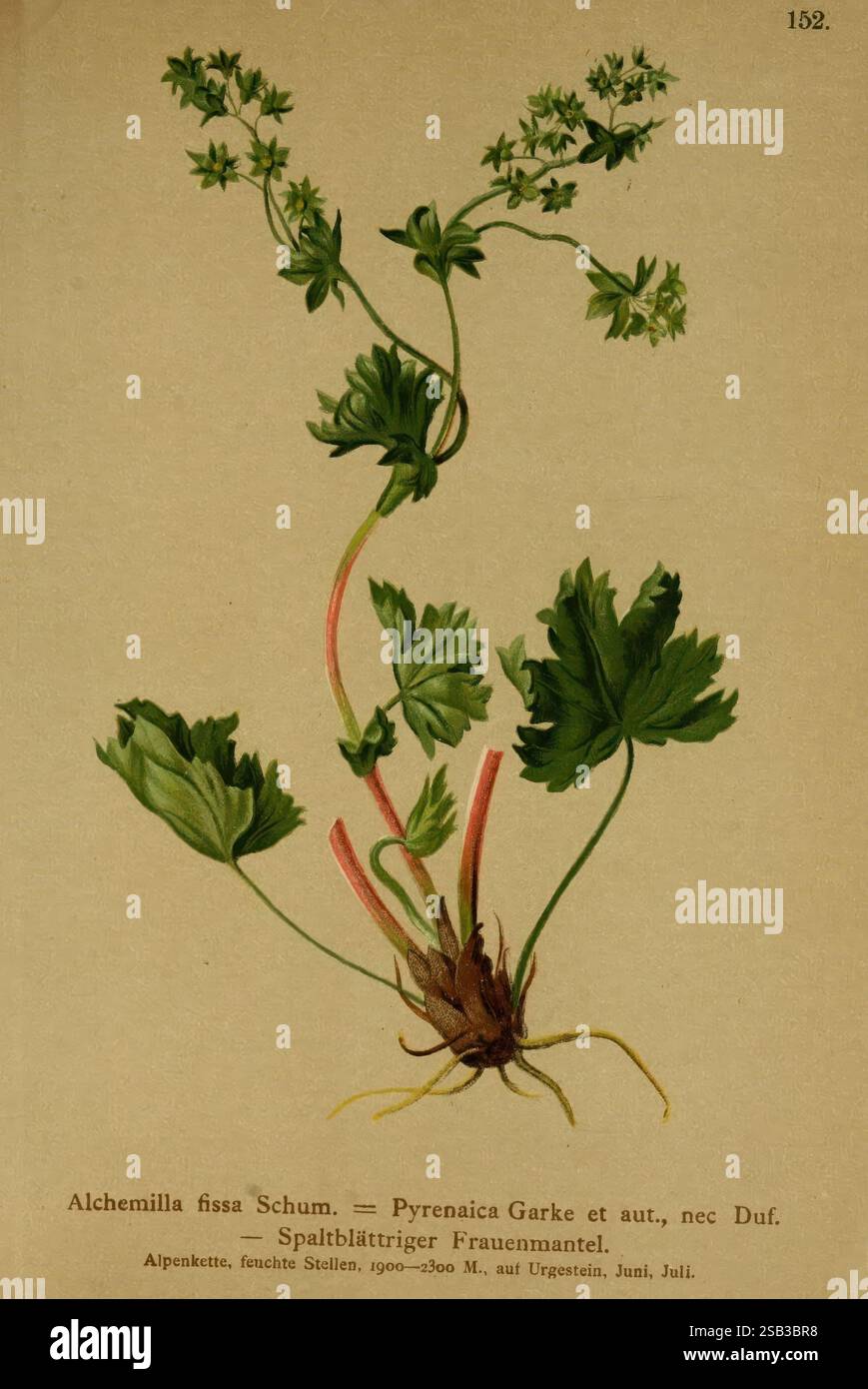 Moist alpine habitats hi-res stock photography and images - Alamy