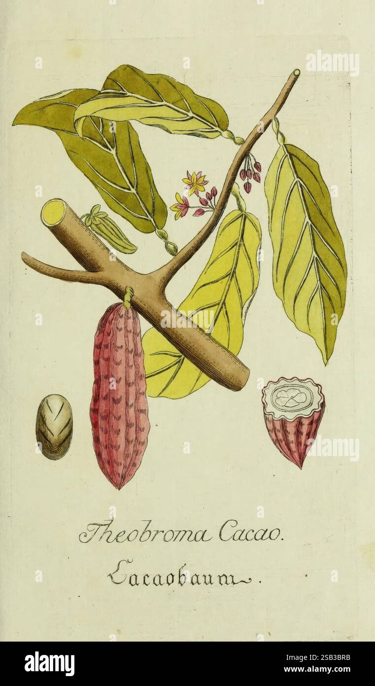 Plantarum indigenarum et exoticarum icones ad vivum coloratae, oder ...