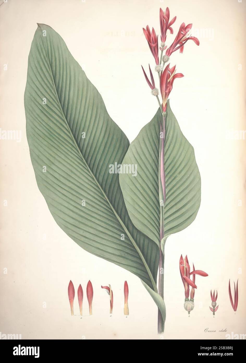 Monandrian plants of the order Scitamineae, Liverpool, George Smith ...