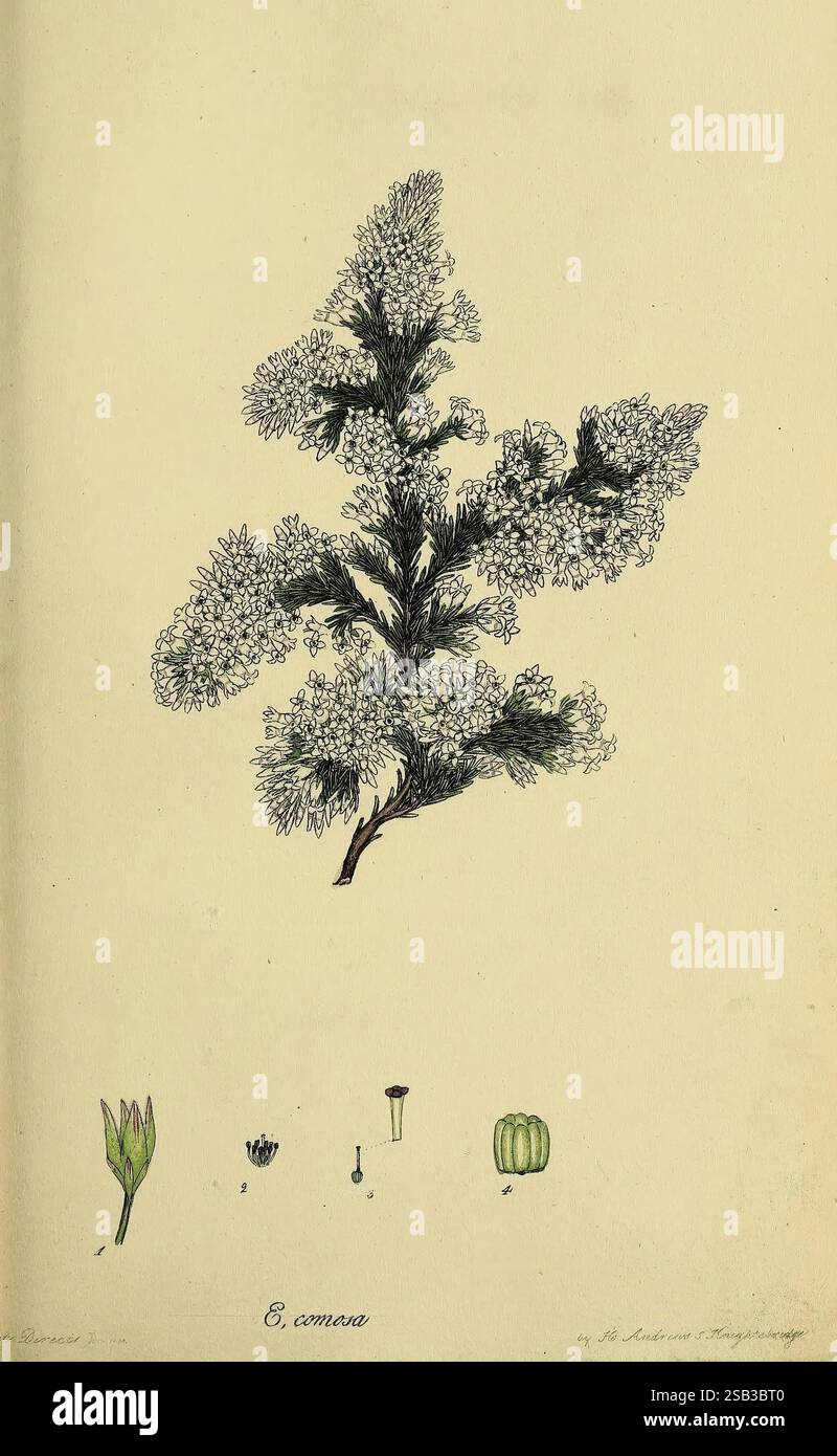 The heathery, or A monograph of the genus Erica, London, Henry G. Bohn ...
