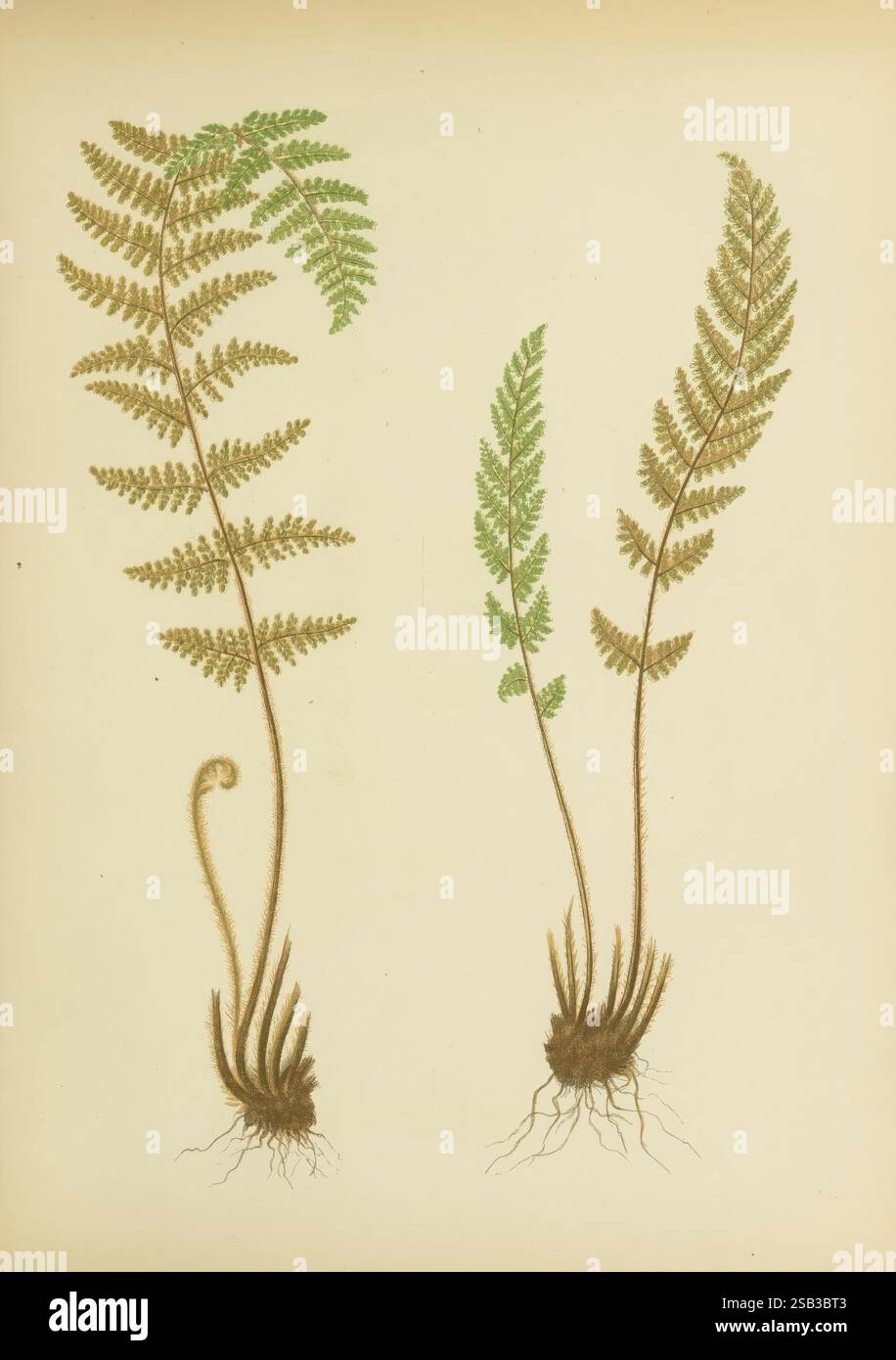 Beautiful, ferns, from, original, water-color drawings, after, nature ...