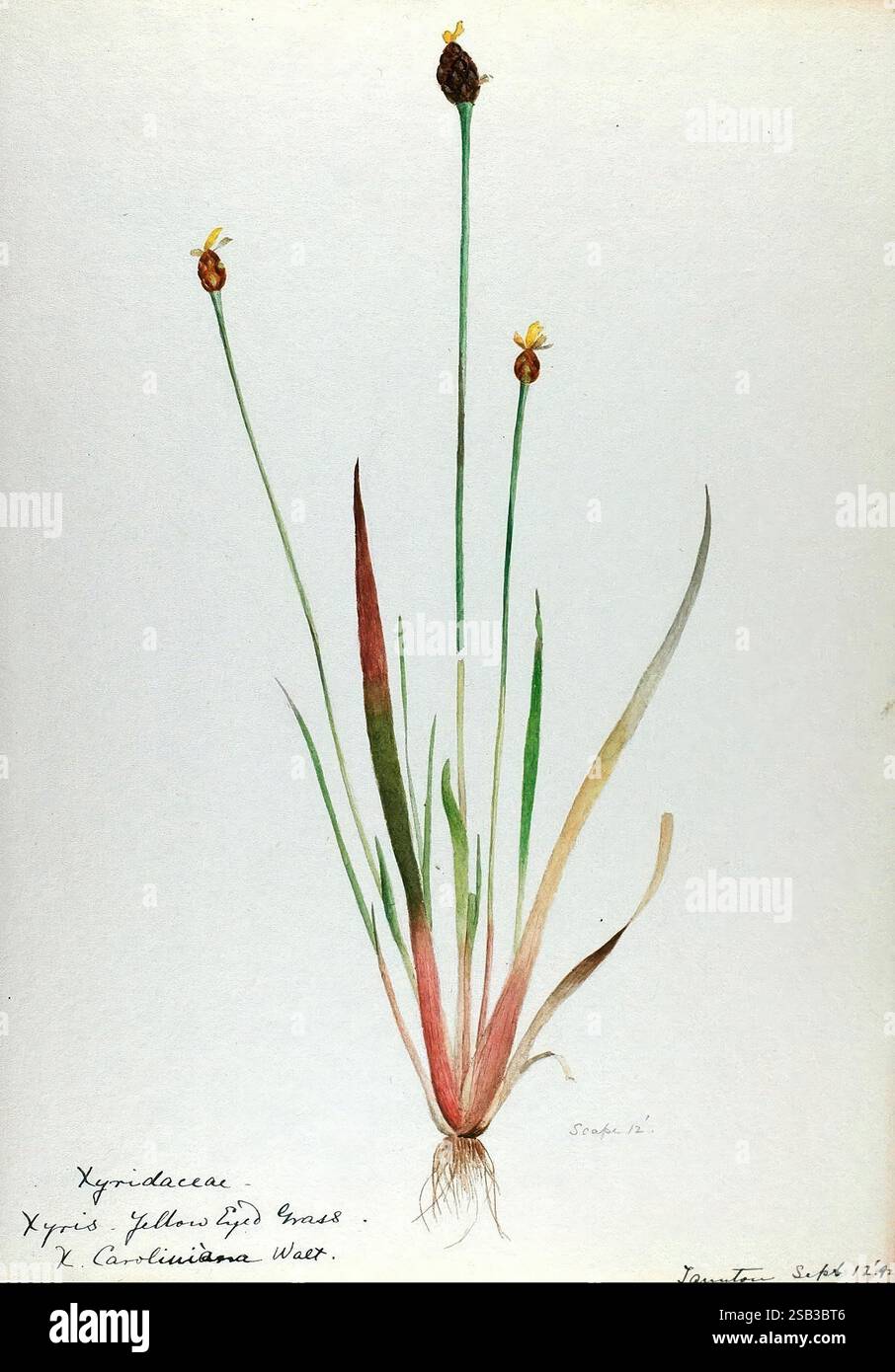 Species xyris yellow hi-res stock photography and images - Alamy